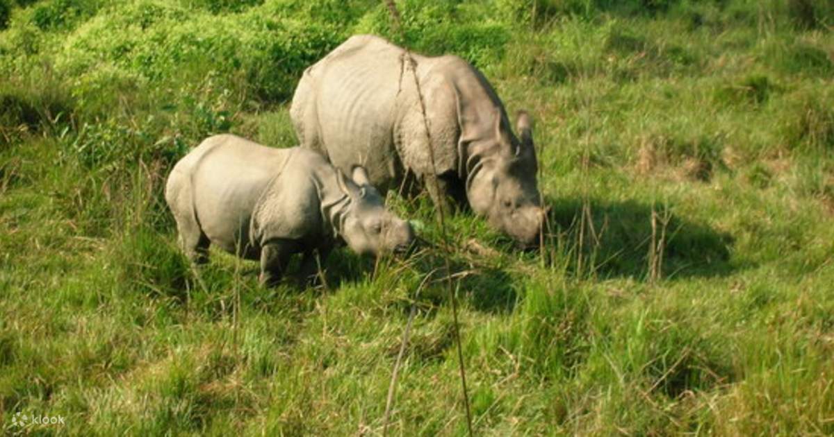 Chitwan National Park Tour: 2 Nights 3 Days Jungle Safari Package for Wildlife Enthusiasts - Klook